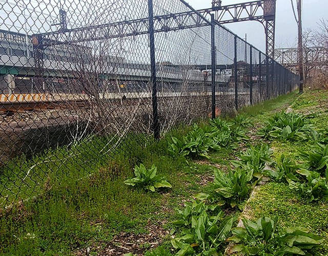 How to forage: A guide to foraging in New York City | Fix