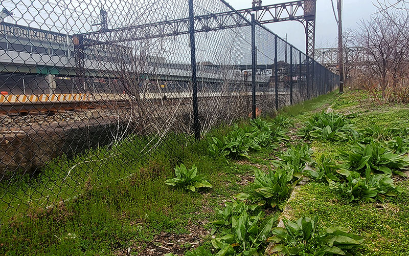 How to forage: A guide to foraging in New York City | Fix
