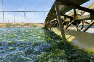 Algae could be a ‘magic crop’ for a drought-stricken world | Grist
