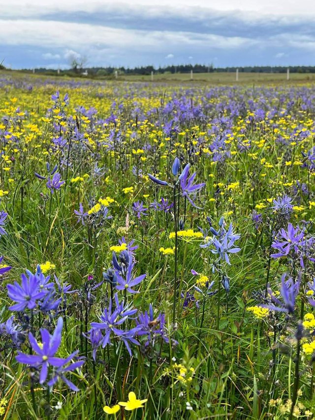 The Indigenous tribe reviving native camas and the prairies that ...