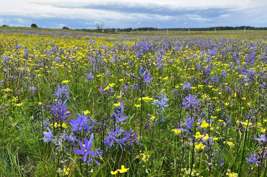 The Indigenous tribe reviving native camas and the prairies that ...