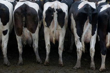 Of cow burps, beef, and methane | Grist
