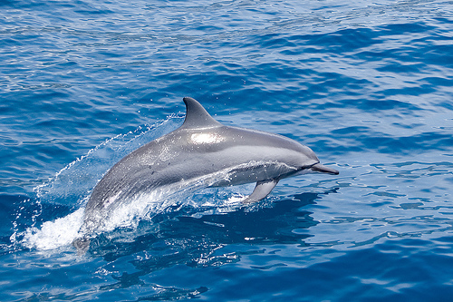 Gun-toting killer dolphins are now running loose in the Black Sea | Grist