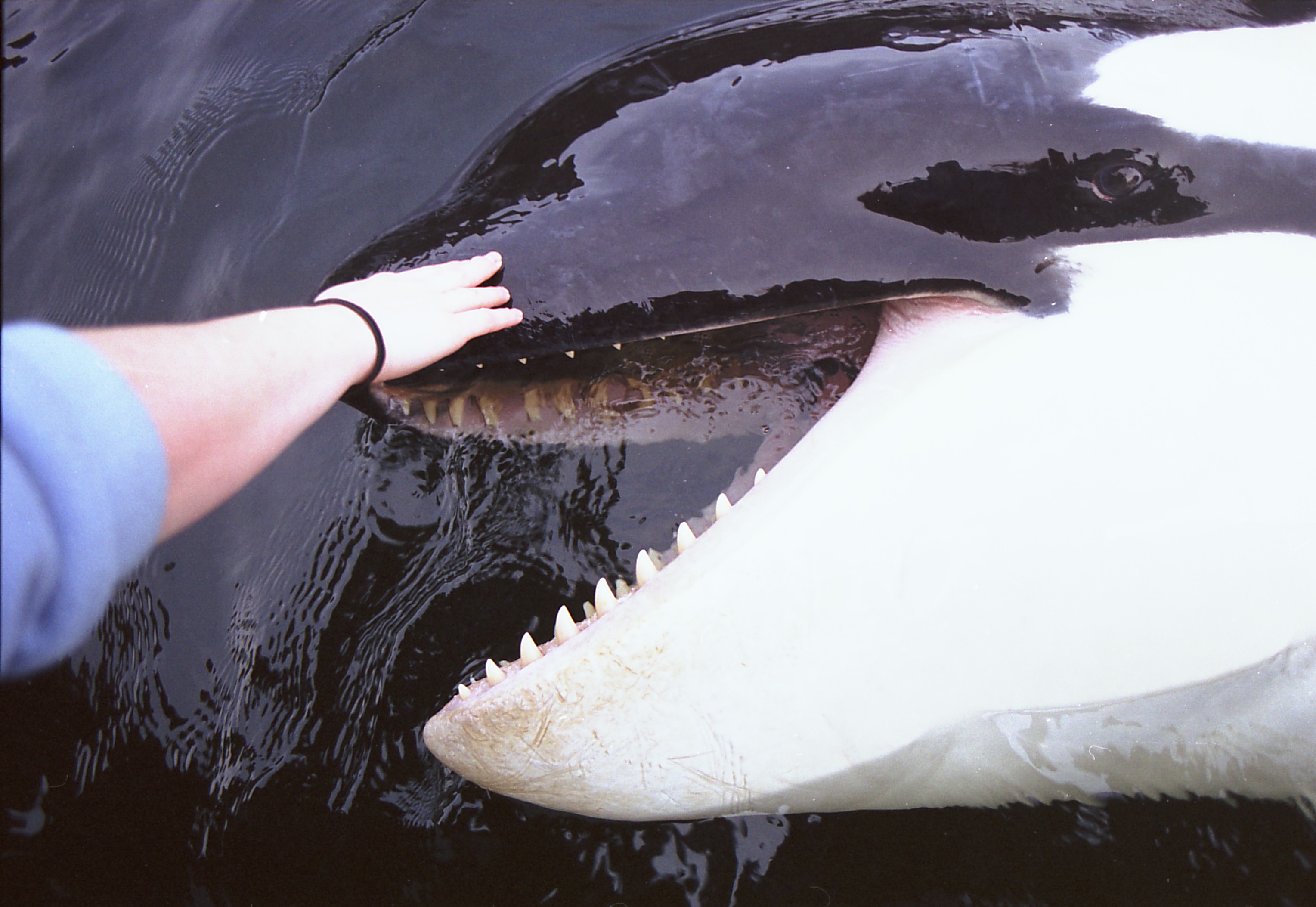 Killer tale: Lessons from a lonely orca | Grist