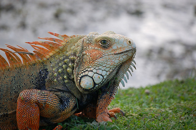 Puerto Rico to U.S.: 'Please eat these iguanas' | Grist