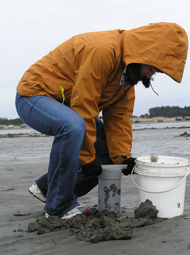 Clammed up: Digging for local, sustainable protein on a muddy beach | Grist