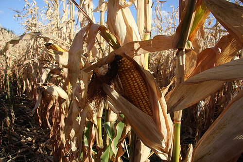 Corn, corn everywhere -- and not a drop to eat | Grist