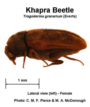 Beetlemania: Invasive insect could become our billion-dollar problem ...