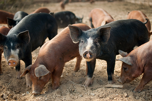 Protein: We only serve white meat here [Excerpt] | Grist