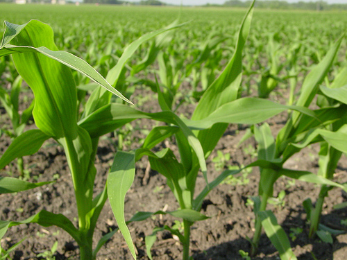 Corn, corn everywhere -- and not a drop to eat | Grist