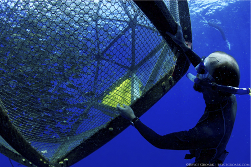 The big blue: Can deepwater fish farming be sustainable? | Grist