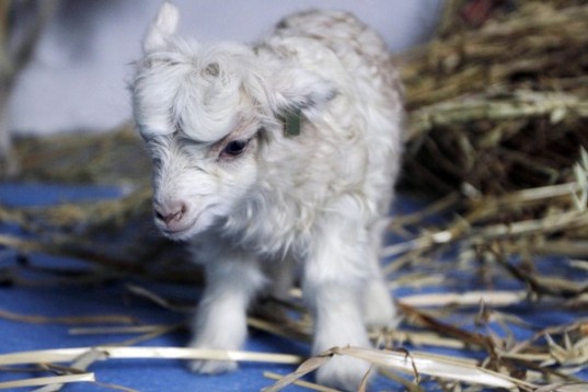 Cloned baby goat is a super-adorable terrifying monster of science | Grist
