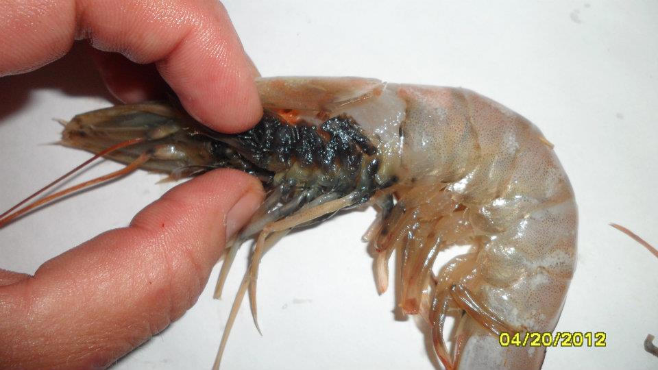 Ew! Eyeless shrimp and deformed fish now routinely caught in the Gulf ...