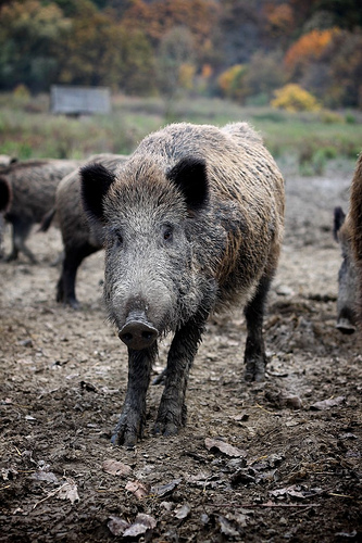 Michigan threatens small farms by calling heritage pigs 'invasive' | Grist