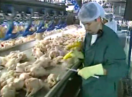 Industrial poultry about to get even crappier -- literally | Grist