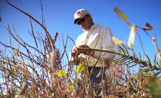 A growing problem: Notes from the 'superweed' summit | Grist