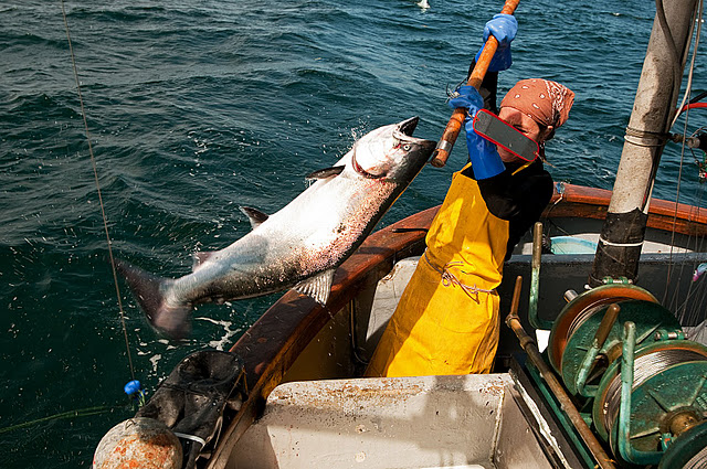 How catching salmon can save a forest | Grist