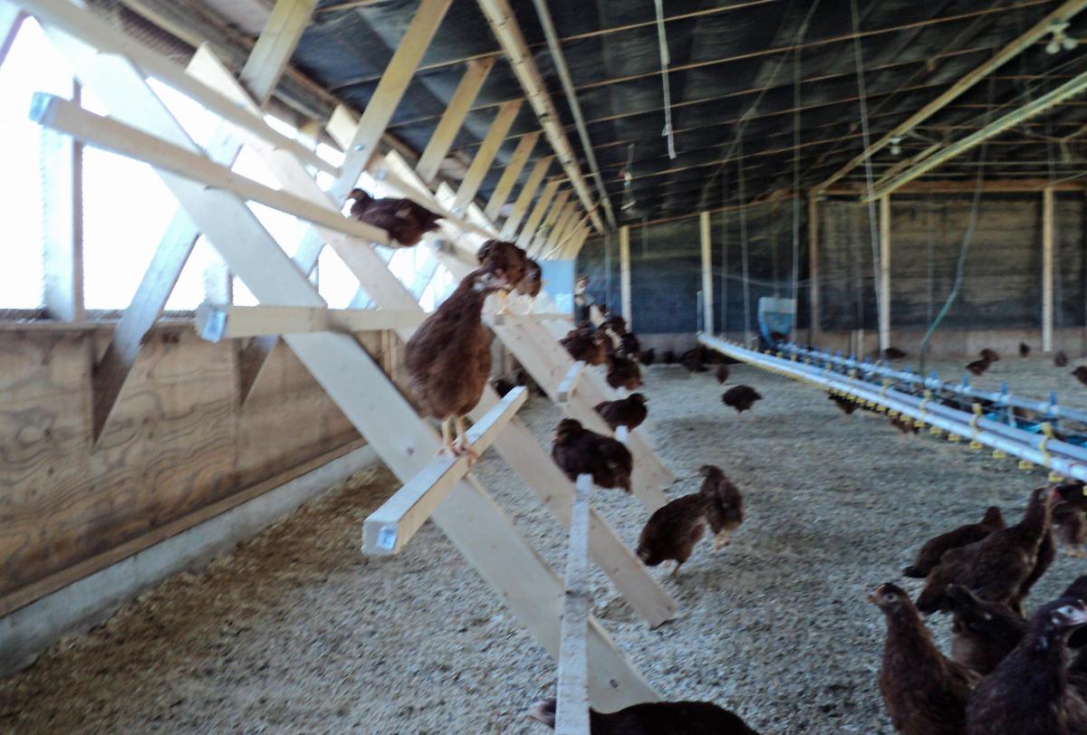 'Food, Inc.' chicken farmer has a new, humane farm | Grist