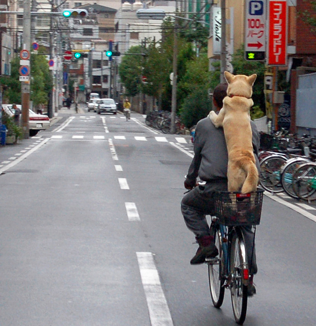 More pictures of dogs on bikes than you ever knew you wanted | Grist