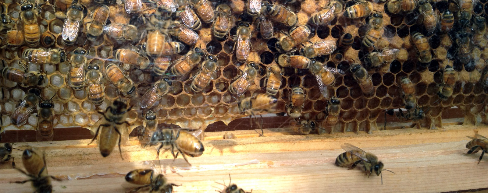 Isabella Rossellini knows more about bees than you do | Grist