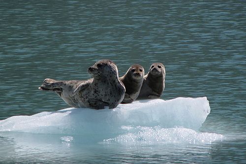 What can our protected places teach us about saving the Arctic? | Grist