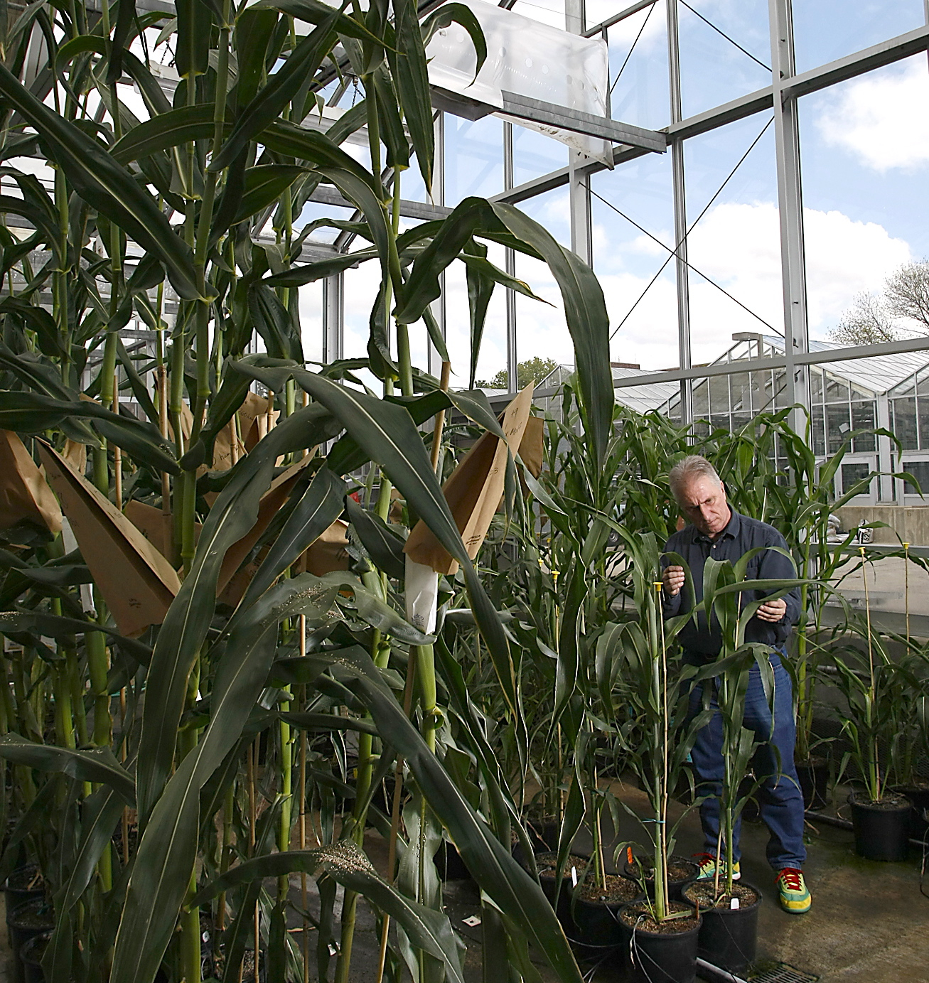 Tiny corn could be the next big thing | Grist