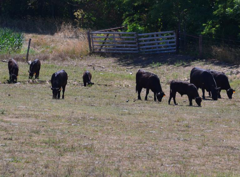A dry run from hell: Drought hits the smallest farms the hardest | Grist