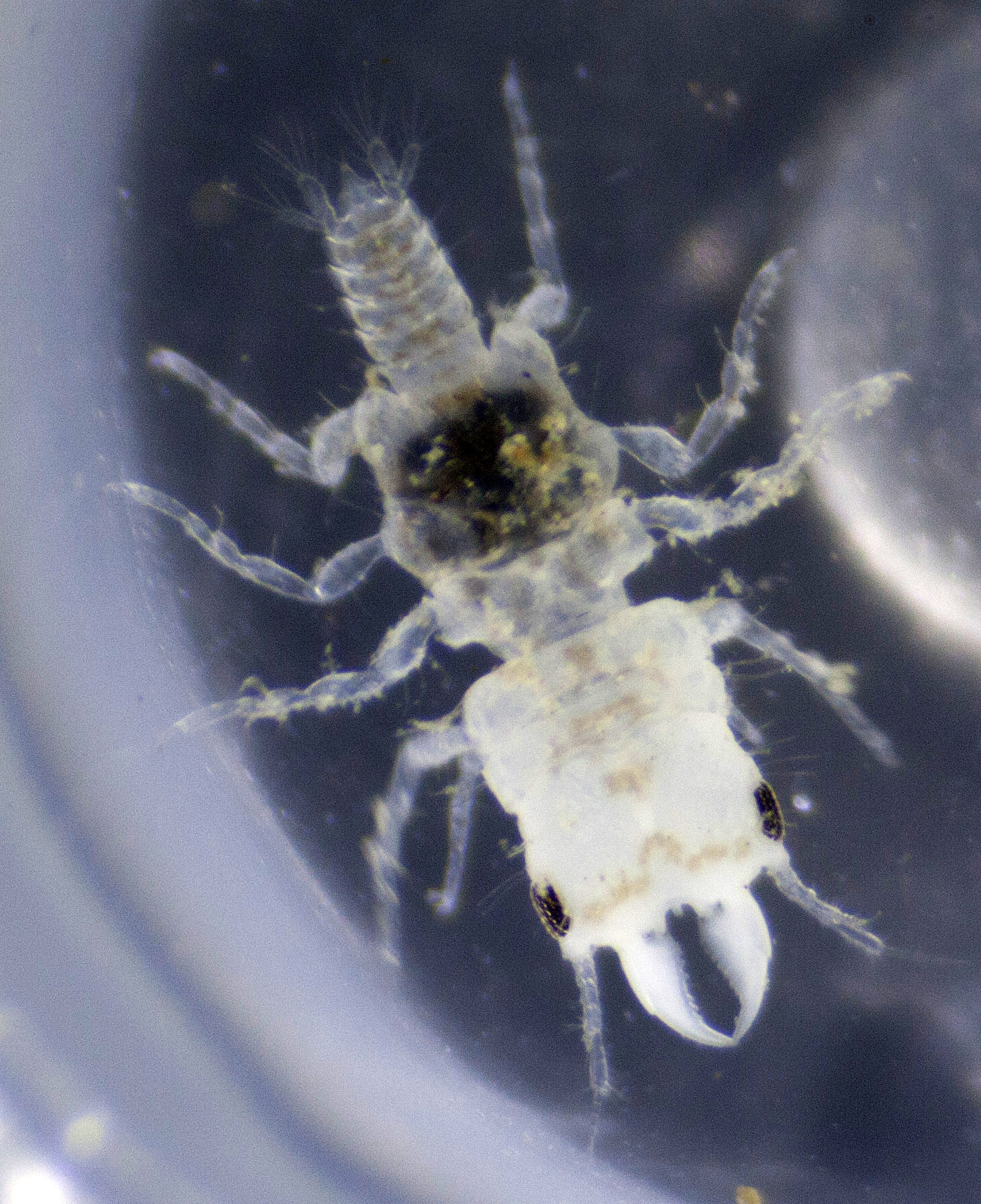 Meet the parasitic crustacean named after Bob Marley | Grist