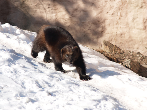 Wolverines refrigerate their food | Grist