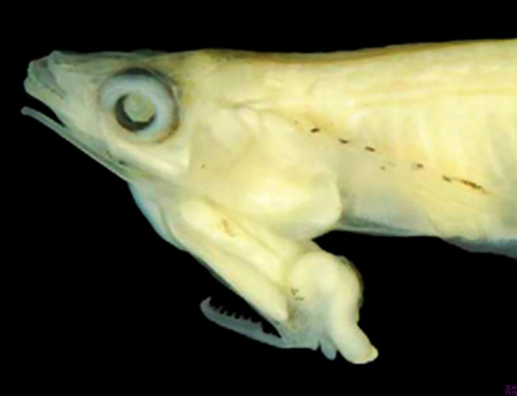 This newly discovered fish has its genitals on its head | Grist