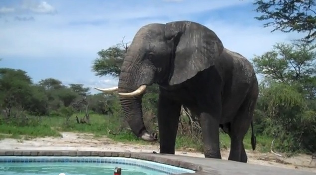 What to do when an elephant crashes your pool party | Grist