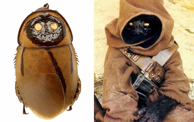 Glow-in-the-dark cockroaches look like Jawas | Grist