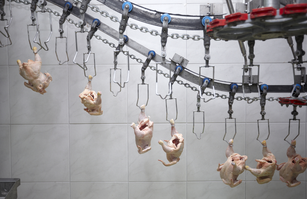 Confined dining: A primer on factory farms and what they mean for your ...
