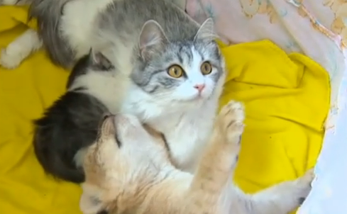 This is the world's first liliger, and yes, it is magical | Grist