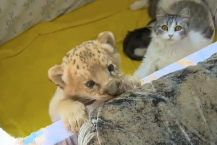 This is the world's first liliger, and yes, it is magical | Grist