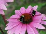 Bee boulevard: An urban corridor becomes a haven for native pollinators ...