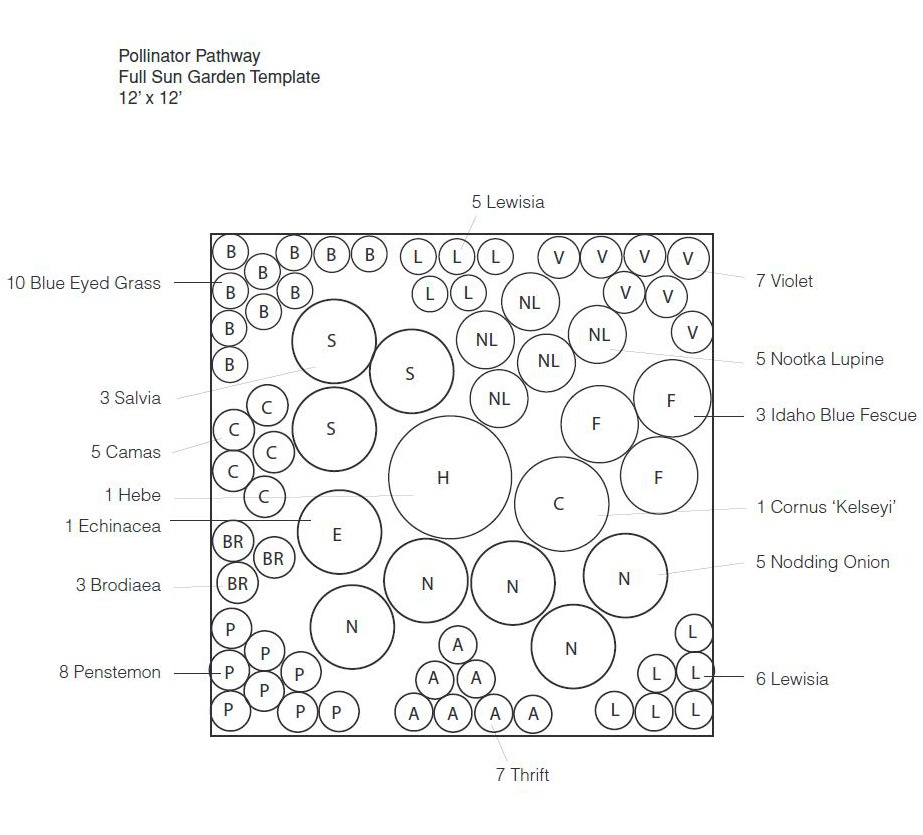 Bee boulevard: An urban corridor becomes a haven for native pollinators ...