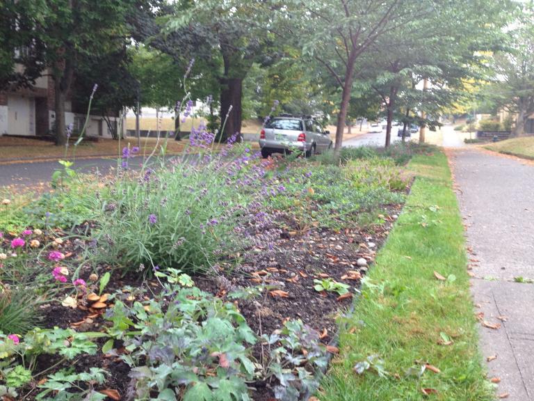 Bee boulevard: An urban corridor becomes a haven for native pollinators ...