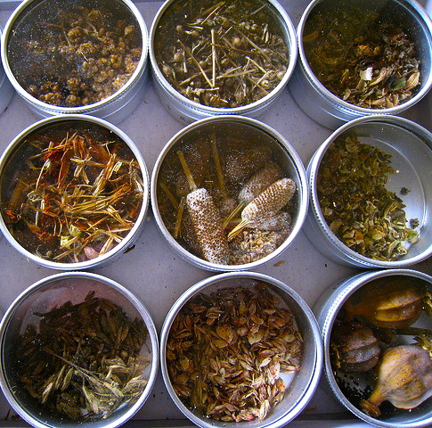 Planting rebellion: How to reclaim our seed culture | Grist