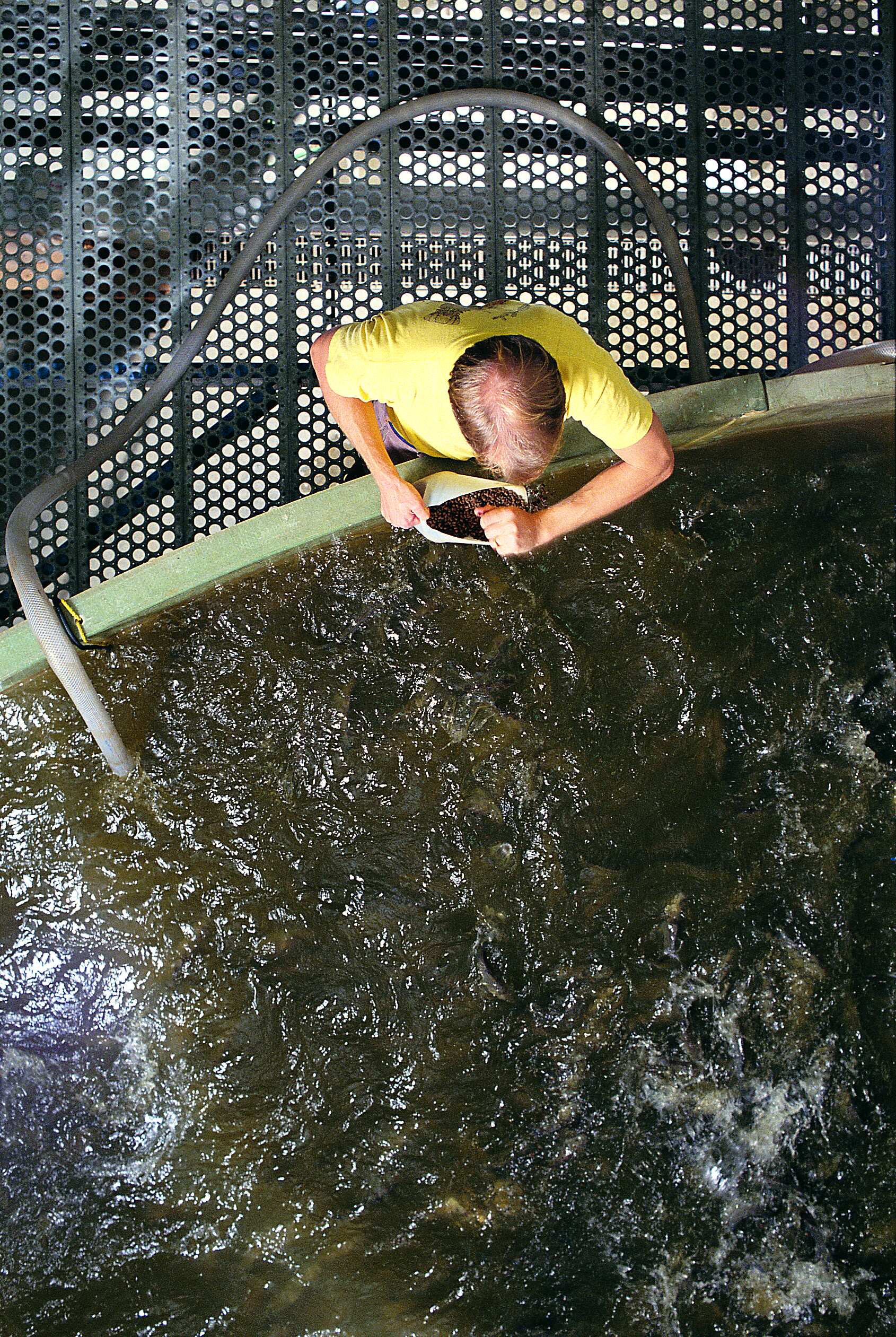 Miracle fish: Is the search for the perfect farmed seafood really over ...