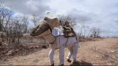 This beekeeping donkey has his own beekeeper suit | Grist