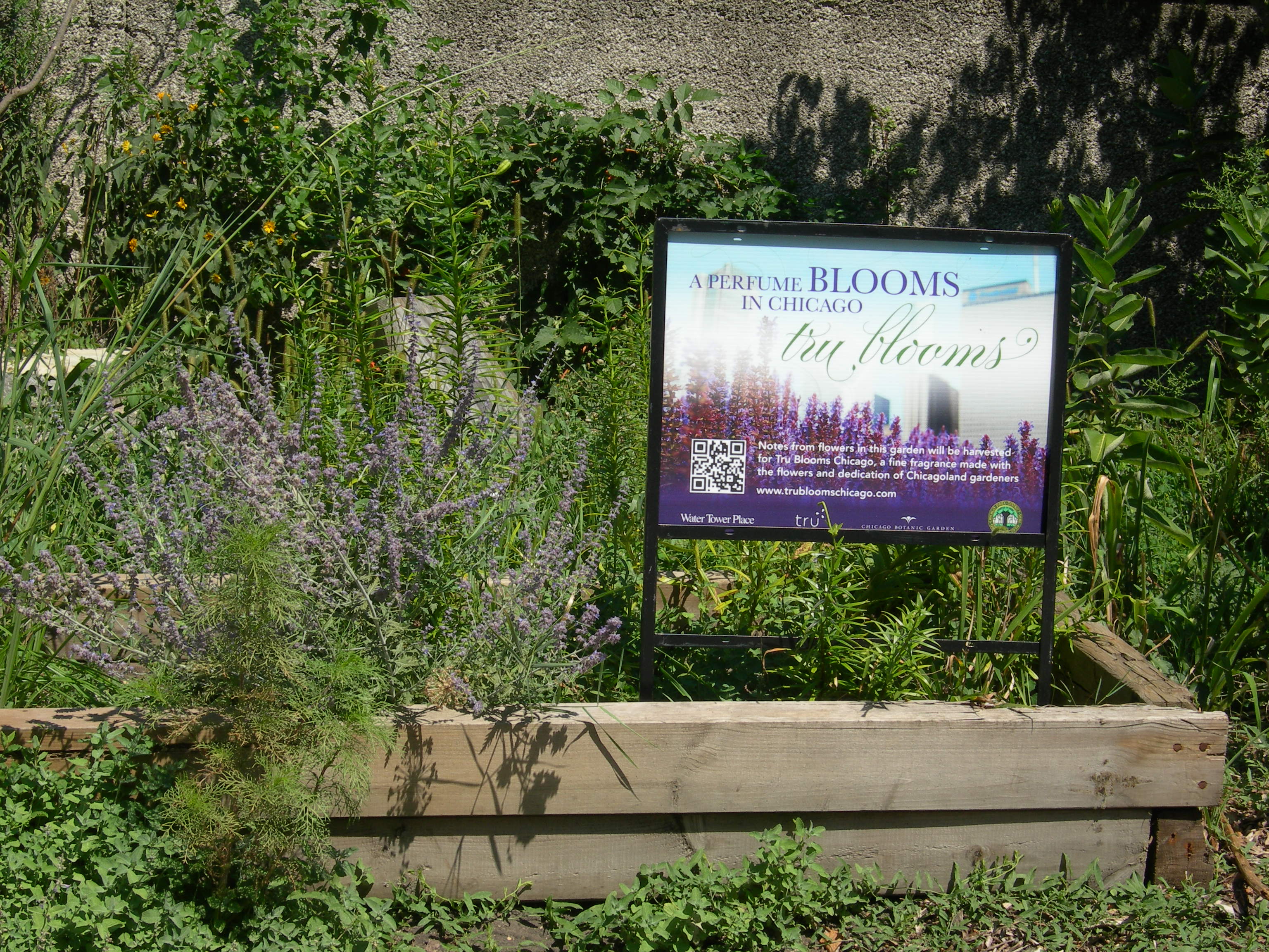 Eau de Chicago: Perfume uses local ingredients to bottle Windy City's ...