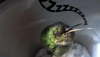 Hummingbirds snore, apparently, and it is crazy adorable | Grist