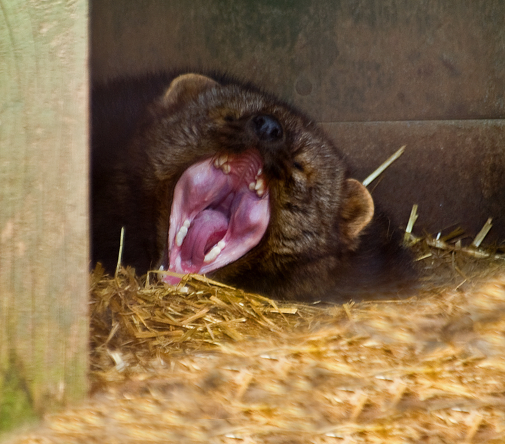 Fisher Cat Teeth