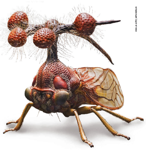 The Brazilian treehopper is the creepiest, raddest insect you will ever ...