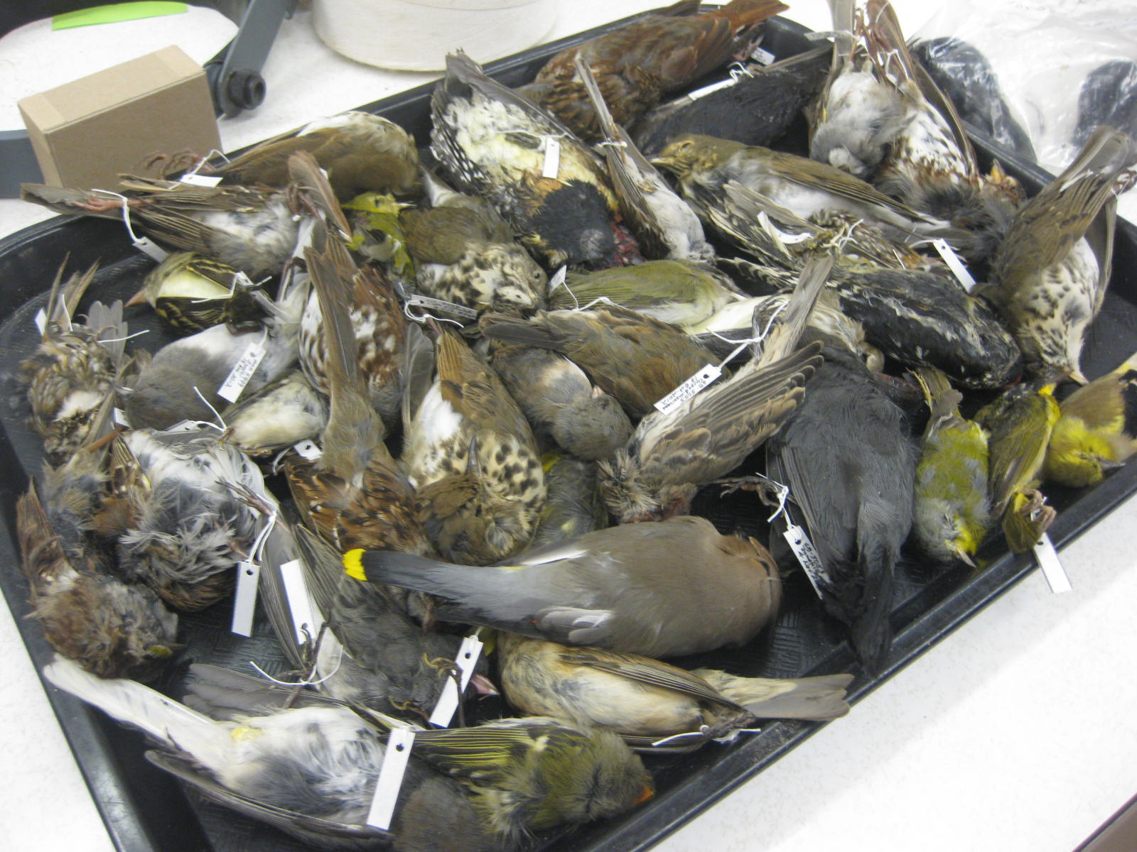 Death from above: Chicago's bird casualties offer clues on climate ...