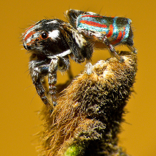 The amazing peacock spider wants to shake its sexy flaps at you | Grist