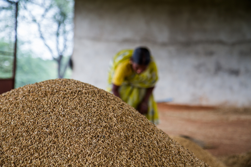 Miracle grow: Indian farmers smash crop yield records without GMOs | Grist