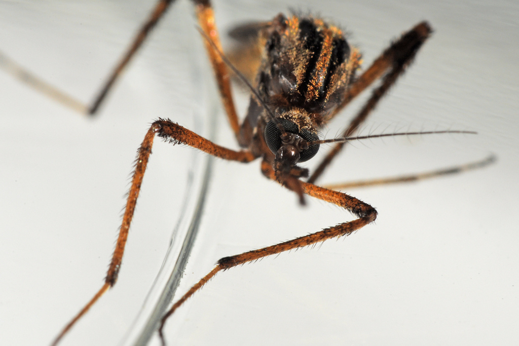 Perfect swarm: Giant mosquitos invade Florida | Grist