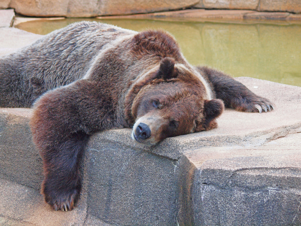 Bears in Russia are getting high by huffing airplane fuel | Grist